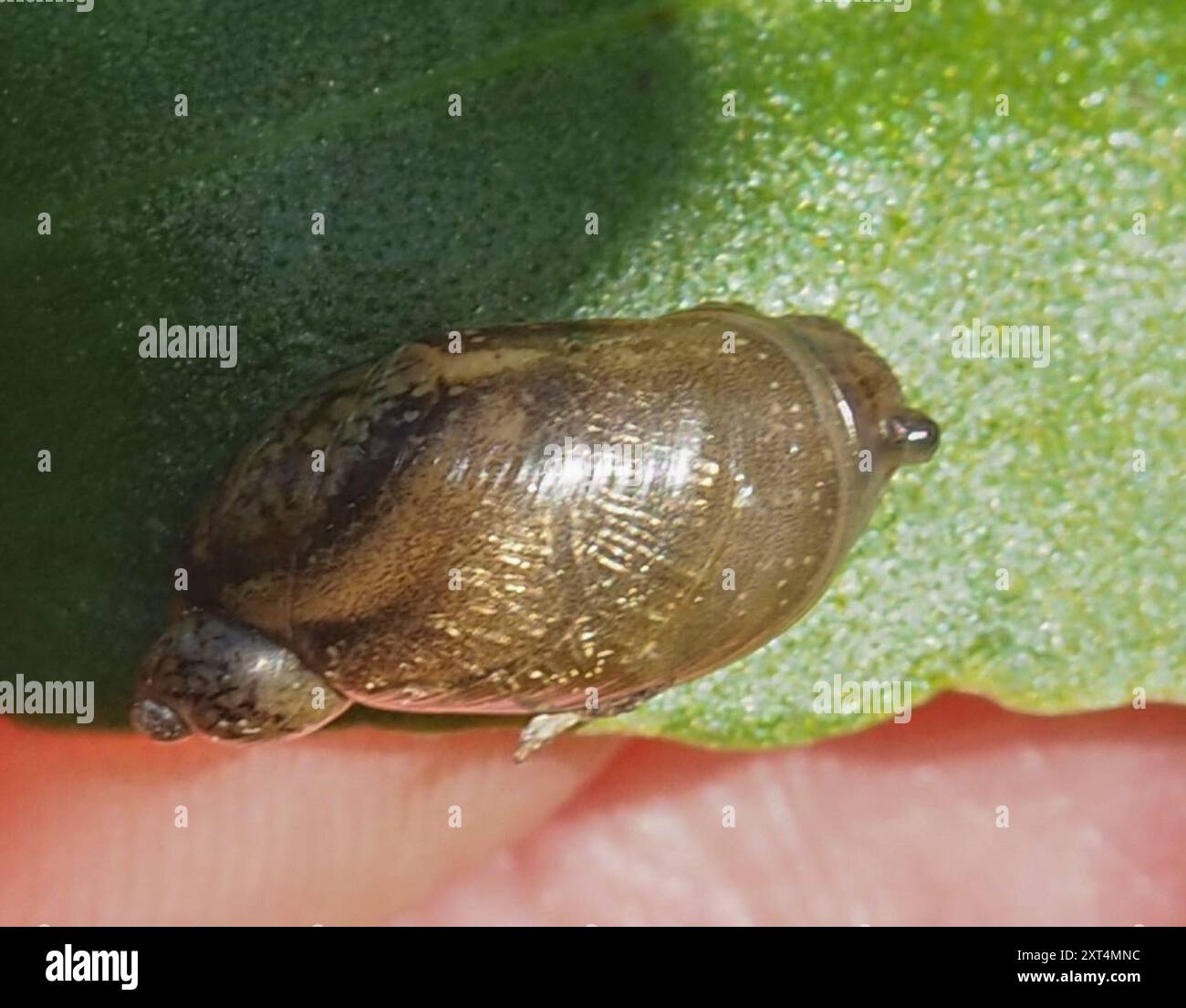 Amber Snails (Succineidae) Mollusca Stock Photo - Alamy