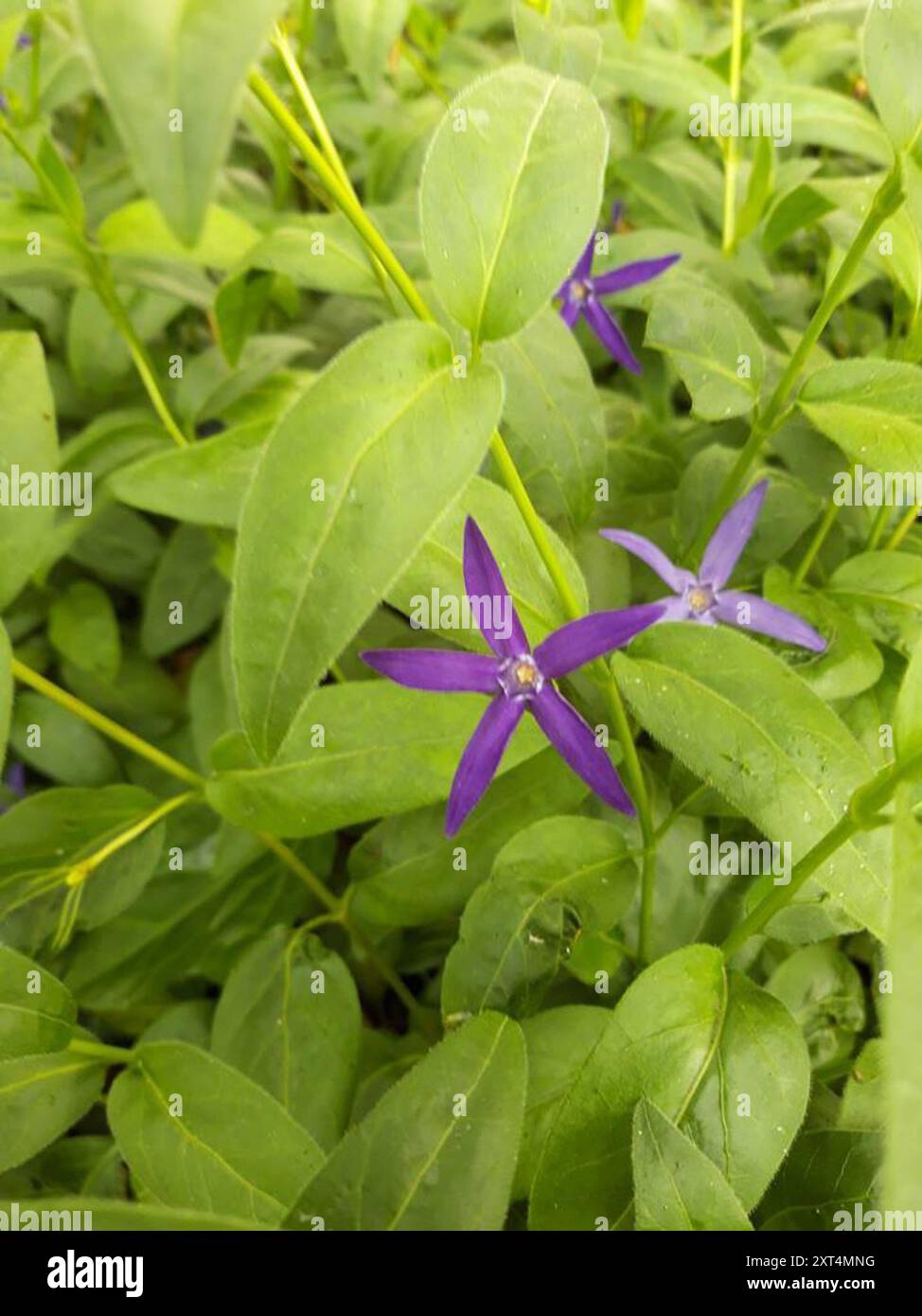 greater periwinkle (Vinca major) Plantae Stock Photo - Alamy