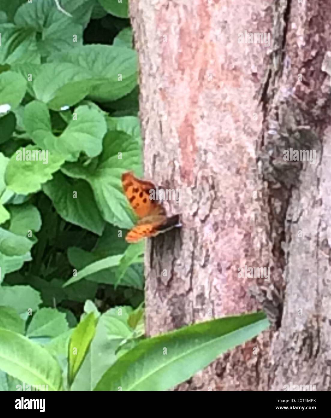 Question Mark (Polygonia interrogationis) Insecta Stock Photo - Alamy