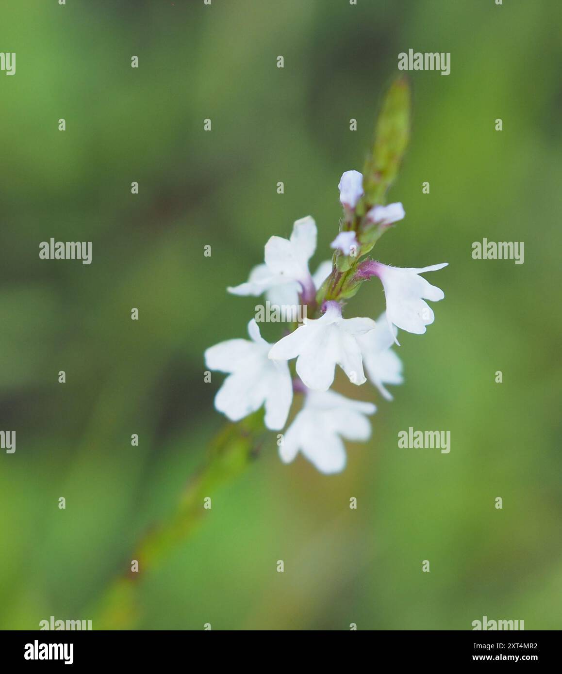 Common vervain (Verbena officinalis) Plantae Stock Photo - Alamy