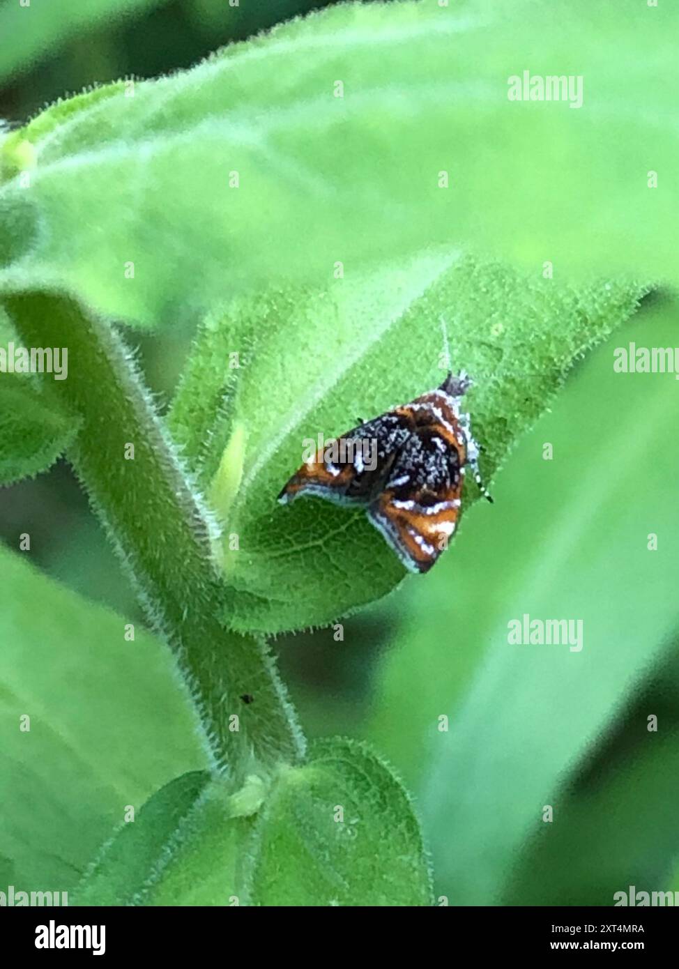 Skullcap Skeletonizer Moth (Prochoreutis inflatella) Insecta Stock ...