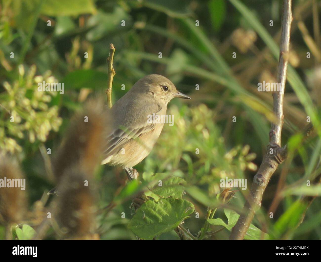 Lesser Shrike-Tyrant (Agriornis murinus) Aves Stock Photo - Alamy