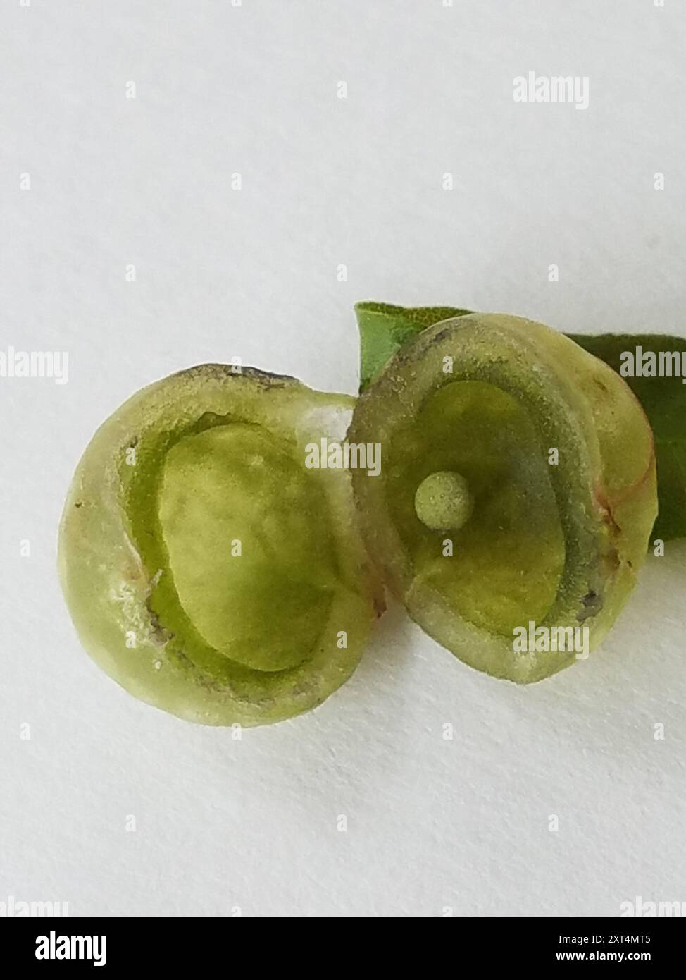 Succulent Oak Gall Wasp (Dryocosmus quercuspalustris) Insecta Stock ...