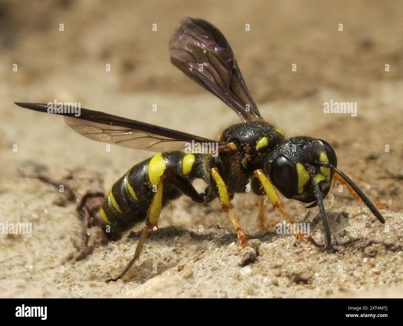 Typical Weevil Wasps and Allies (Cerceris) Insecta Stock Photo - Alamy
