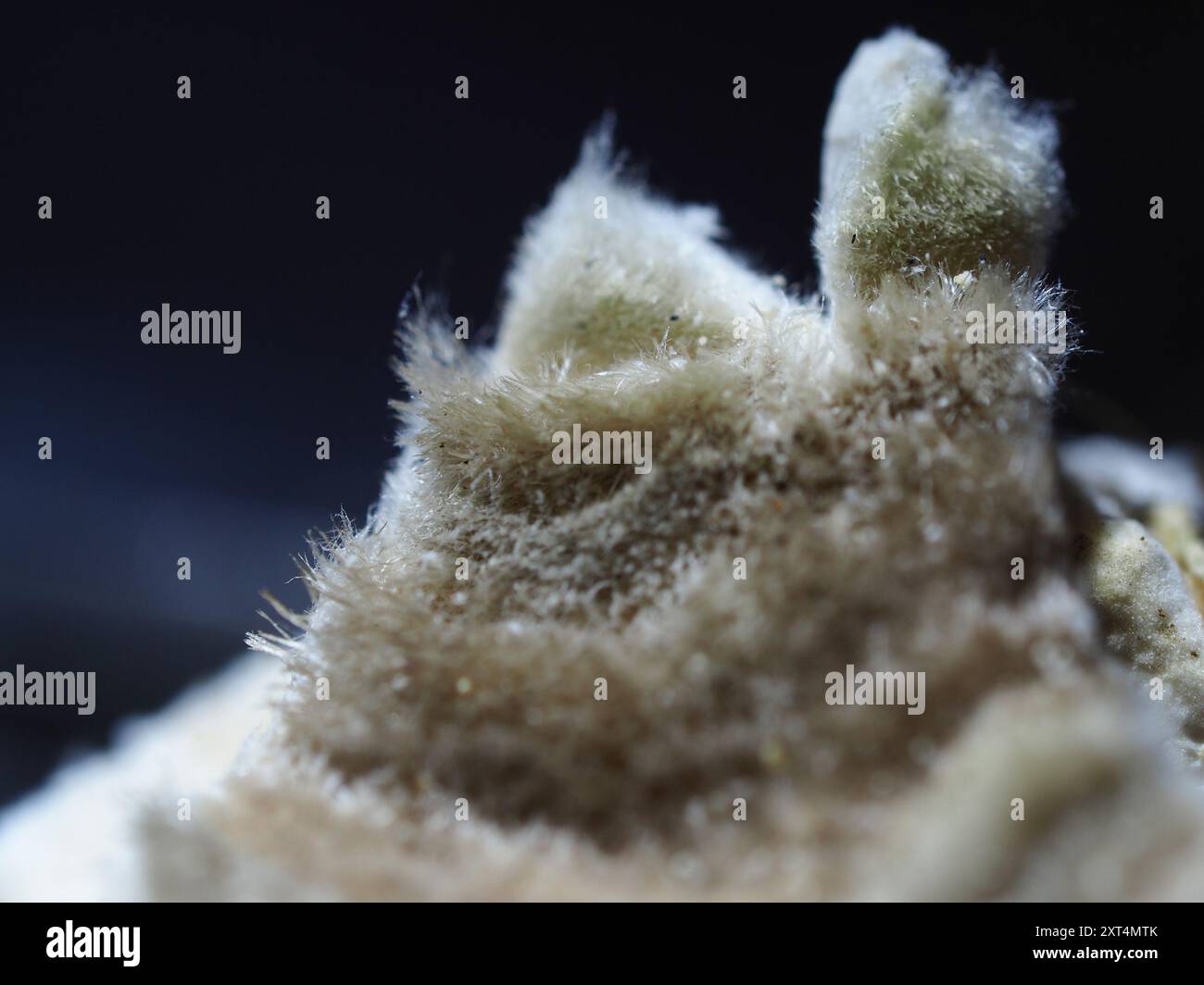 bracket fungi (Polyporaceae) Fungi Stock Photo - Alamy