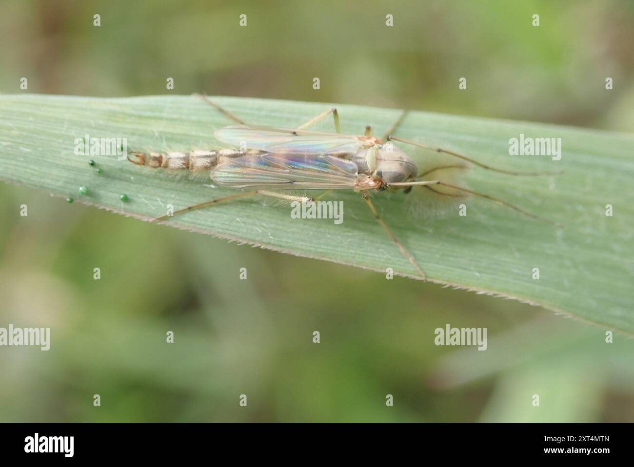 Non-biting Midges (Chironomidae) Insecta Stock Photo - Alamy