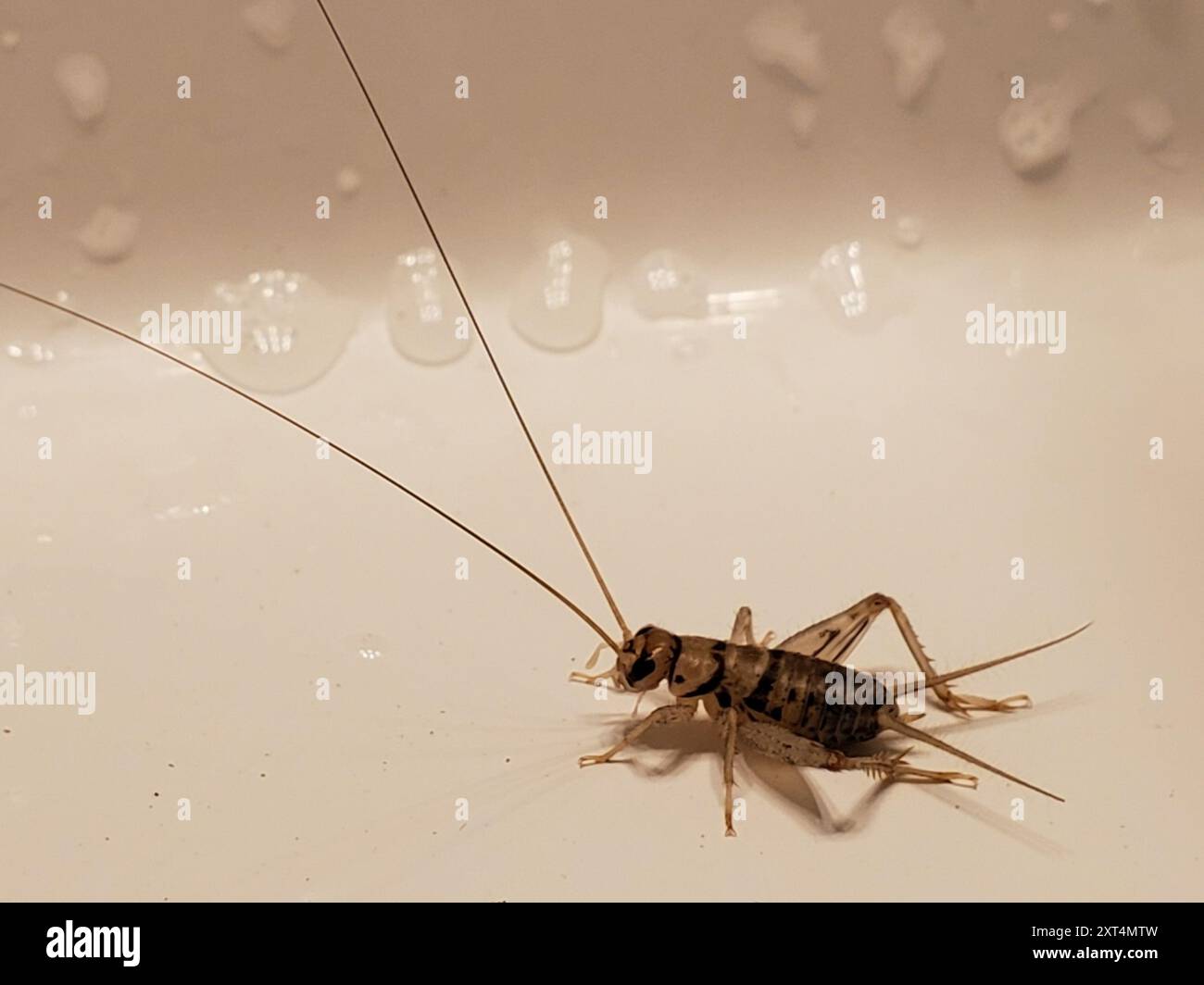 Tropical House Cricket (Gryllodes sigillatus) Insecta Stock Photo - Alamy