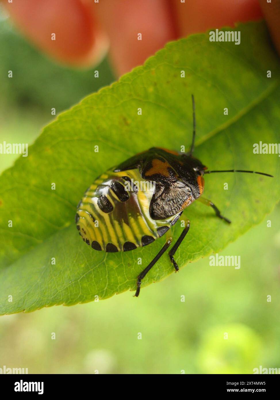 Green Stink Bug (Chinavia hilaris) Insecta Stock Photo - Alamy