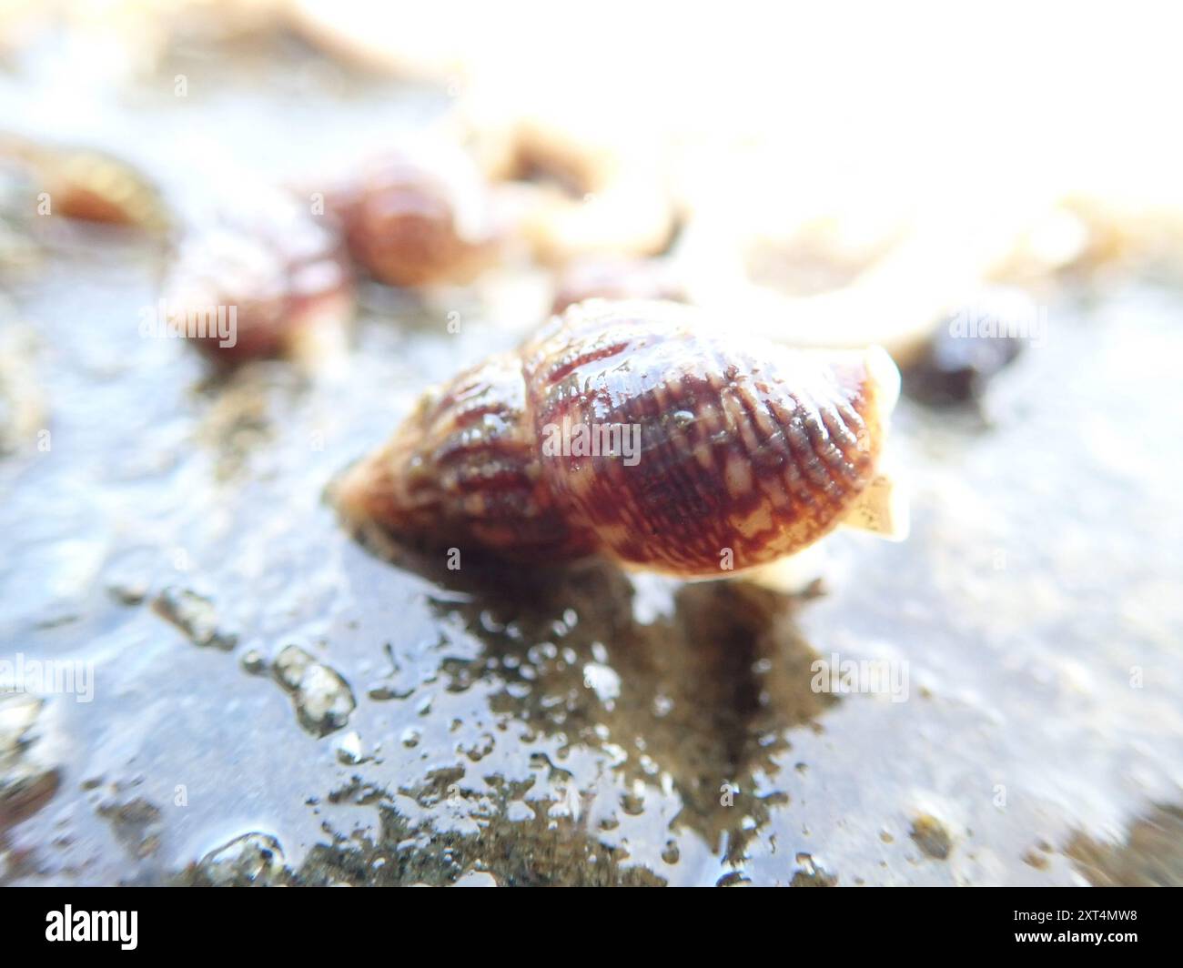 Wrinkled Amphissa (Amphissa columbiana) Mollusca Stock Photo - Alamy