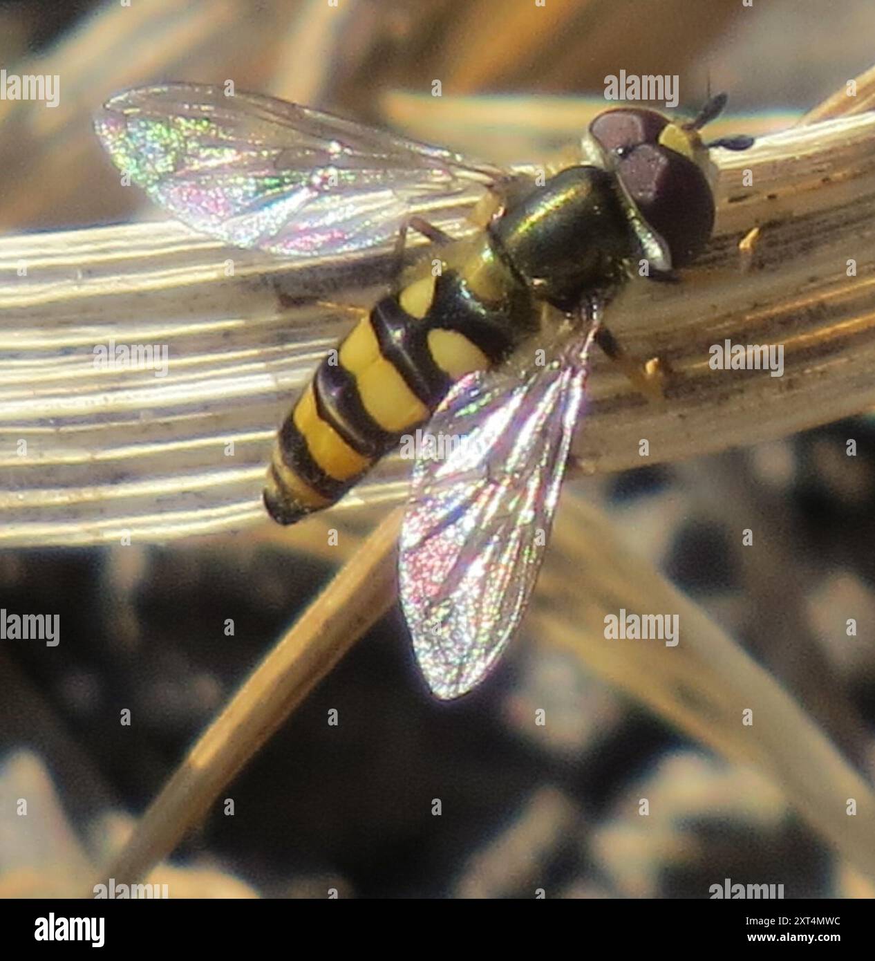Long-tailed Aphideater Complex (Eupeodes americanus) Insecta Stock ...
