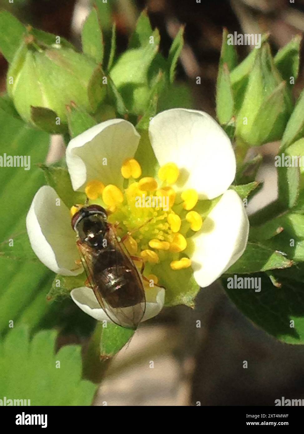 Typical Hover Flies (Syrphinae) Insecta Stock Photo - Alamy
