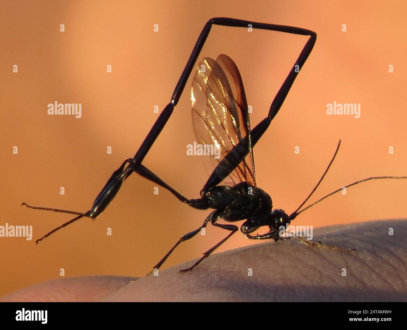 American Pelecinid Wasp (Pelecinus polyturator) Insecta Stock Photo - Alamy