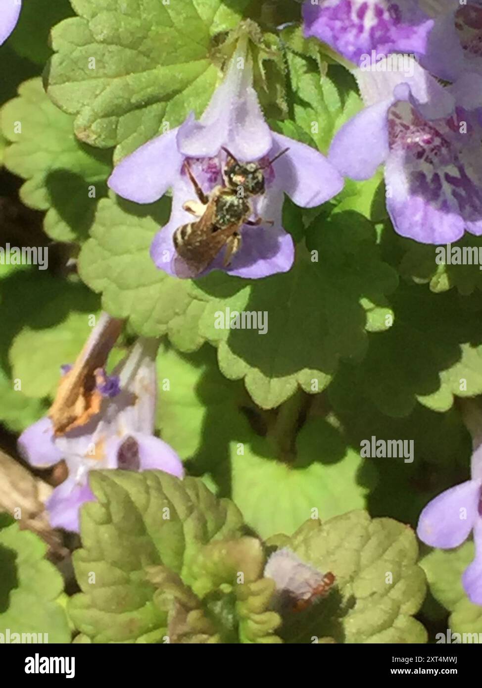 Confusing Furrow Bee (Halictus confusus) Insecta Stock Photo - Alamy