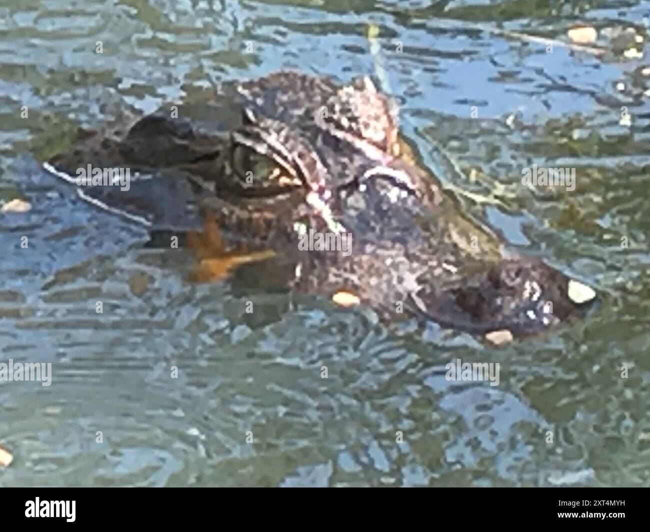 Brown Caiman (Caiman crocodilus fuscus) Reptilia Stock Photo - Alamy