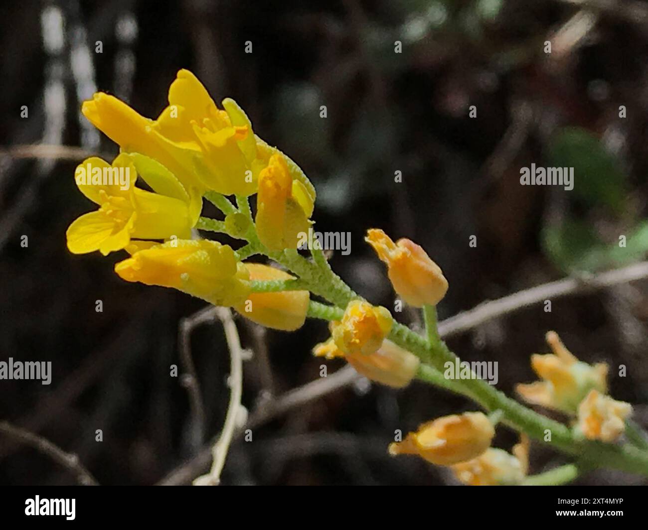 bladderpods (Physaria) Plantae Stock Photo - Alamy