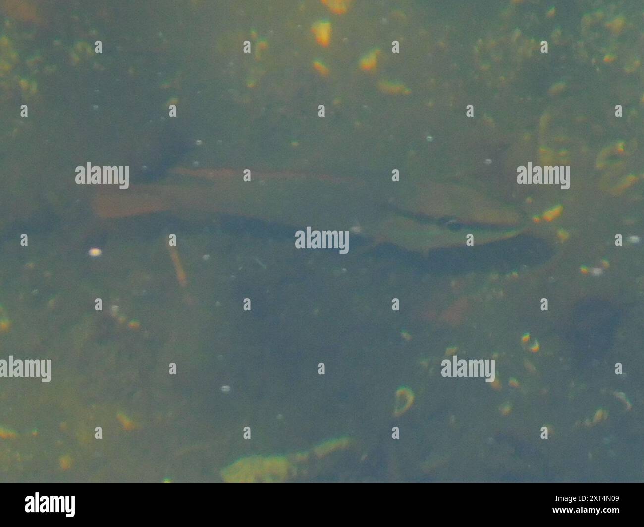 Gray Snapper (Lutjanus griseus) Actinopterygii Stock Photo - Alamy