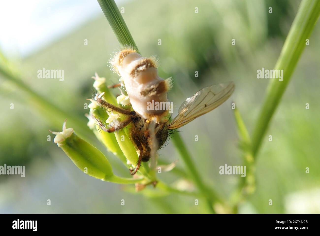 Fly Death Fungi (Entomophthora muscae) Fungi Stock Photo - Alamy