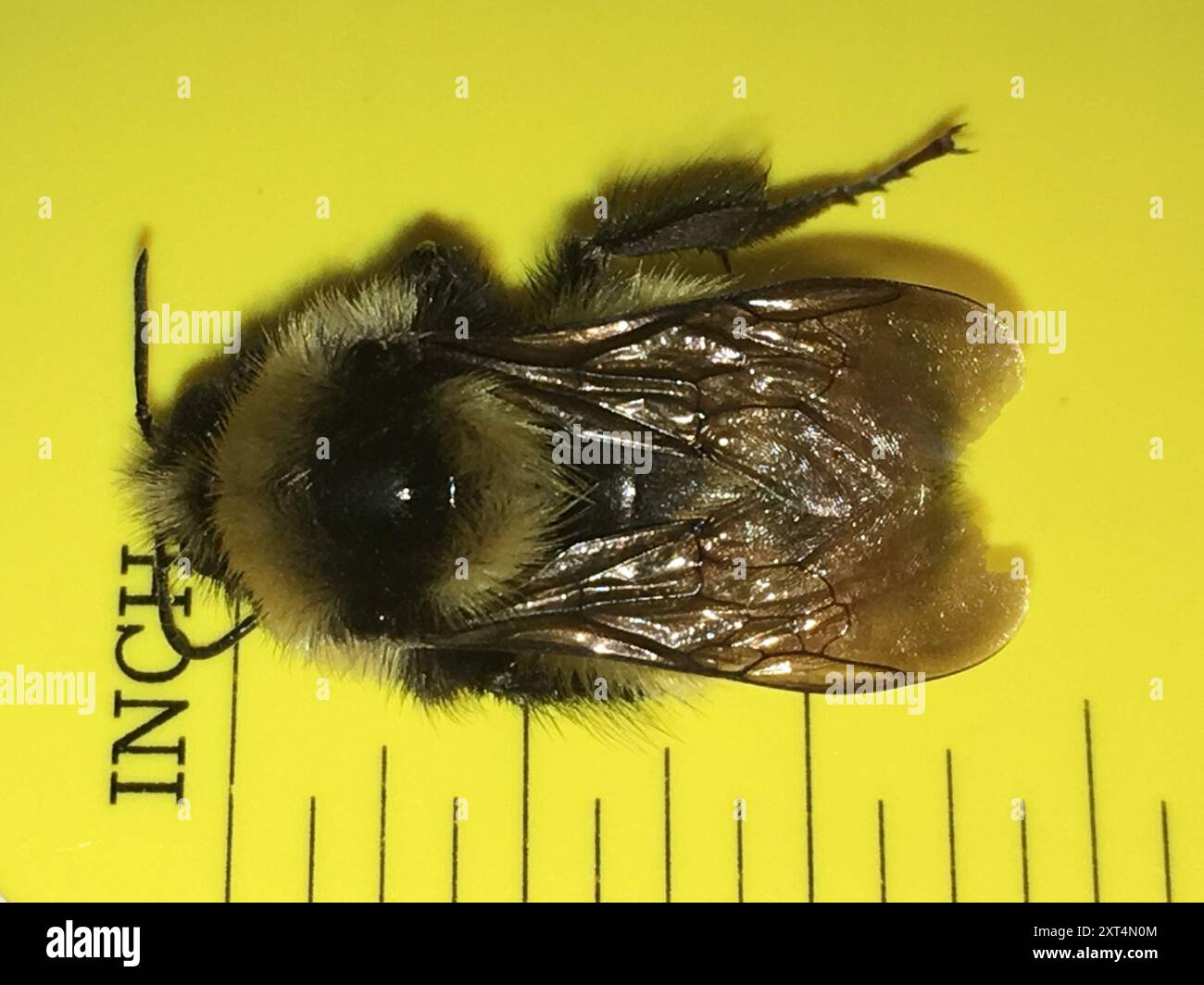 Great Basin Bumble Bee (Bombus centralis) Insecta Stock Photo - Alamy