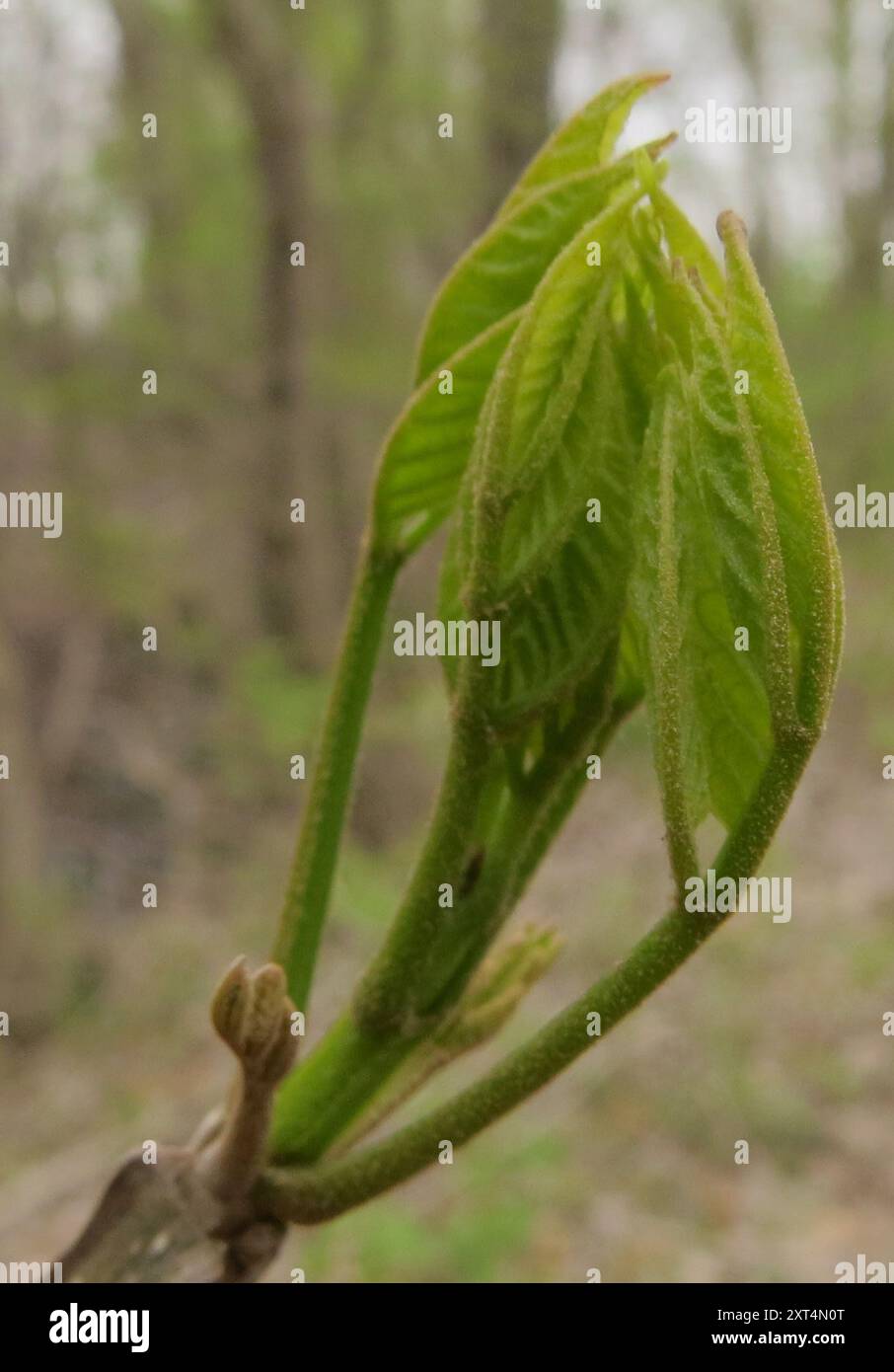 blue ash (Fraxinus quadrangulata) Plantae Stock Photo - Alamy