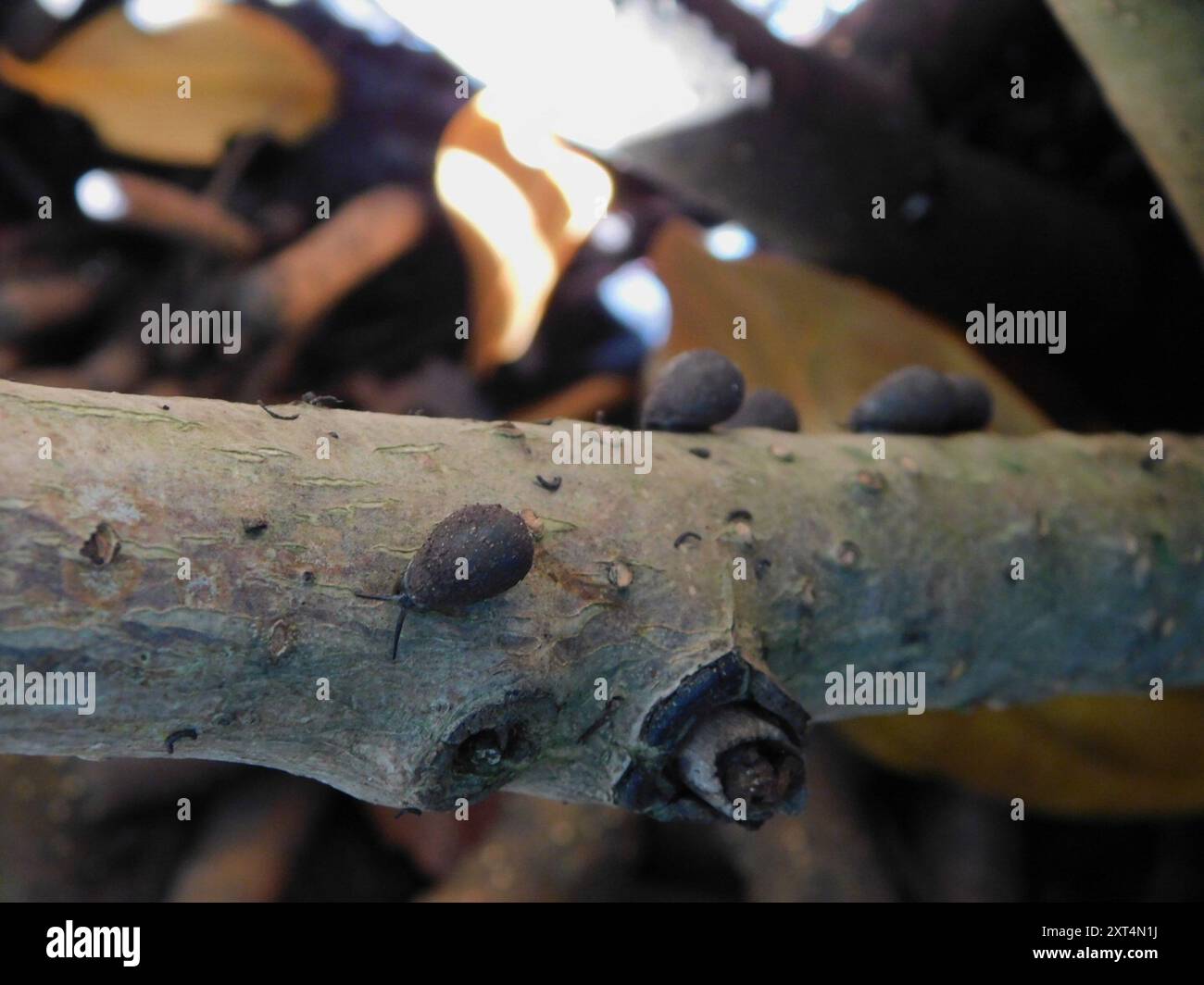 Coffee Bean Snail (Melampus coffea) Mollusca Stock Photo - Alamy