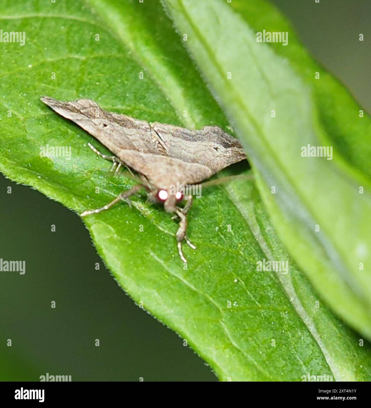 Litter Moths (Herminiinae) Insecta Stock Photo - Alamy