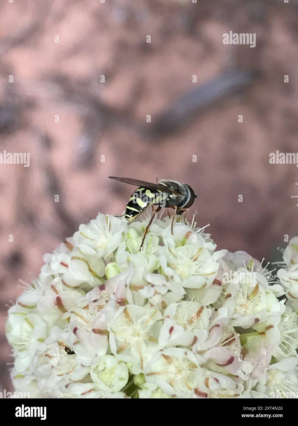 Large-tailed Aphideater (Eupeodes volucris) Insecta Stock Photo - Alamy