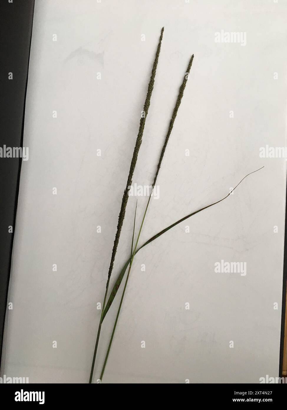 grasses (Poaceae) Plantae Stock Photo - Alamy