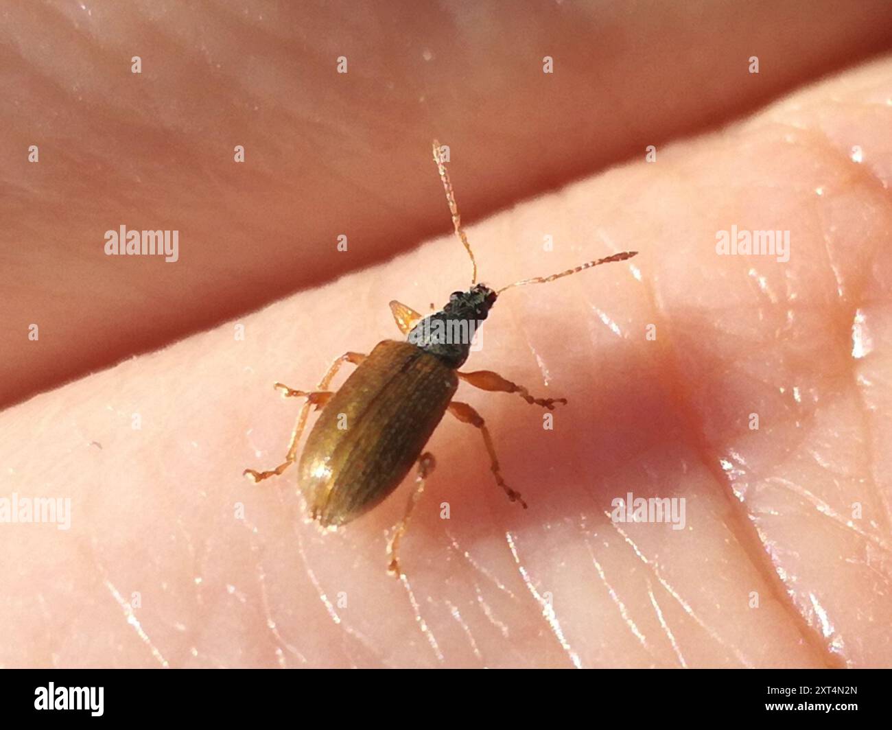 Brown Leaf Weevil (Phyllobius oblongus) Insecta Stock Photo - Alamy