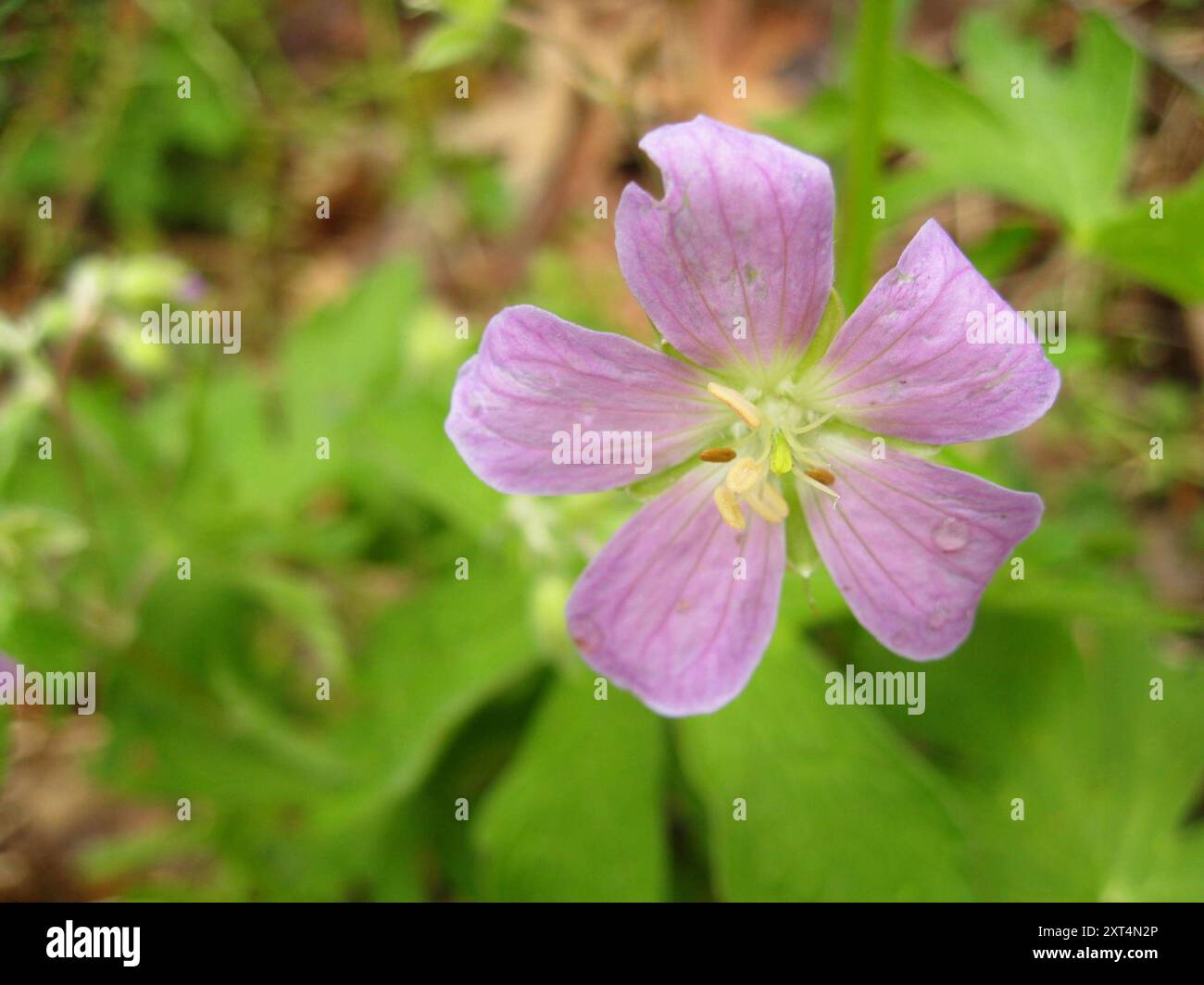 wild geranium (Geranium maculatum) Plantae Stock Photo - Alamy
