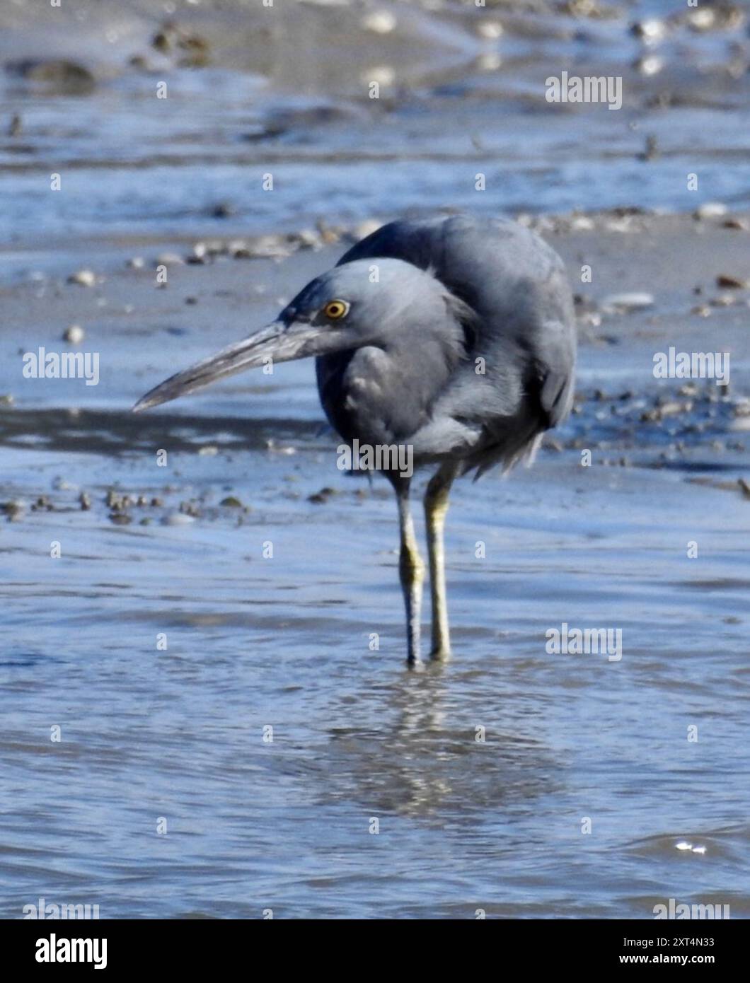 Common Pacific Reef Heron (Egretta sacra sacra) Aves Stock Photo - Alamy