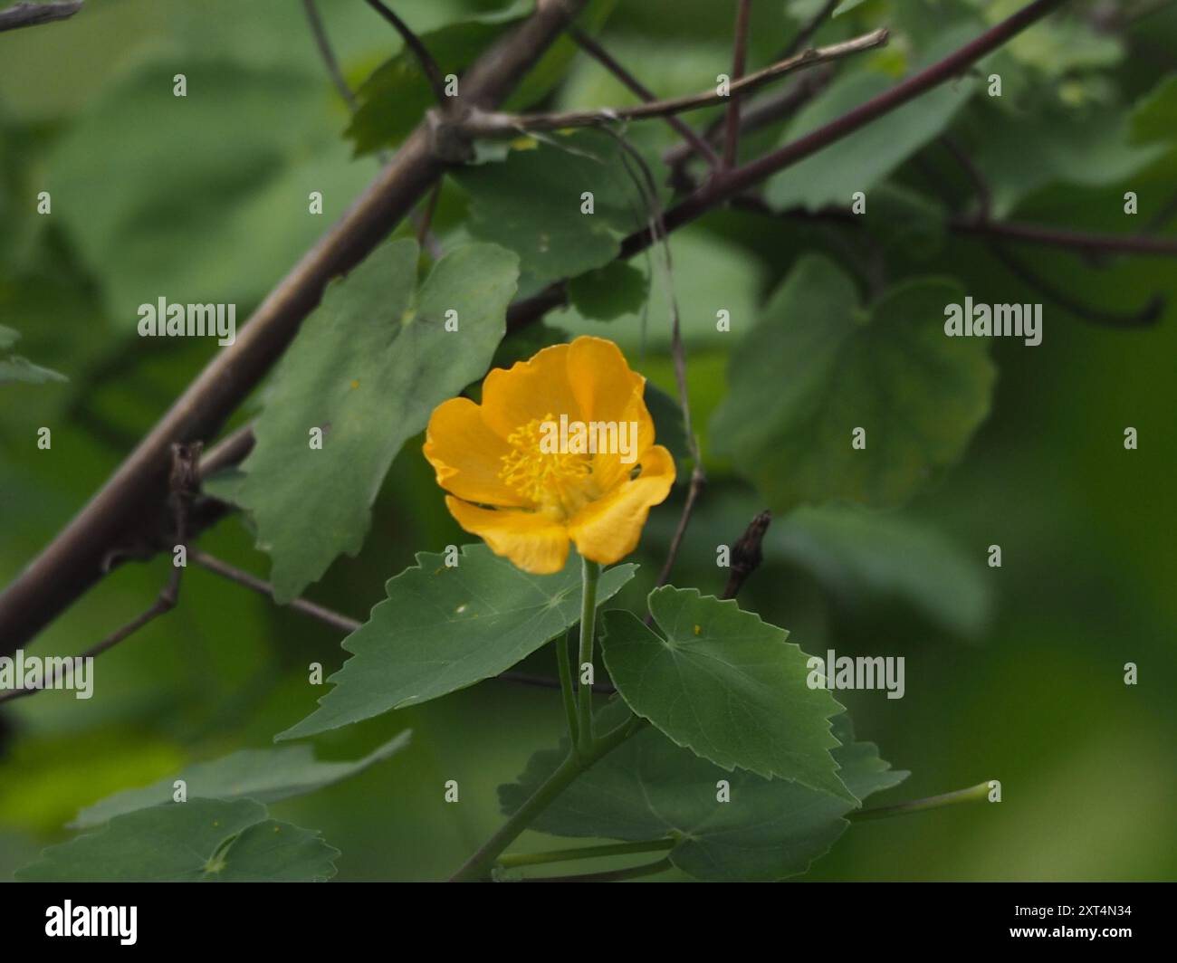 Indian Mallow (Abutilon indicum) Plantae Stock Photo - Alamy