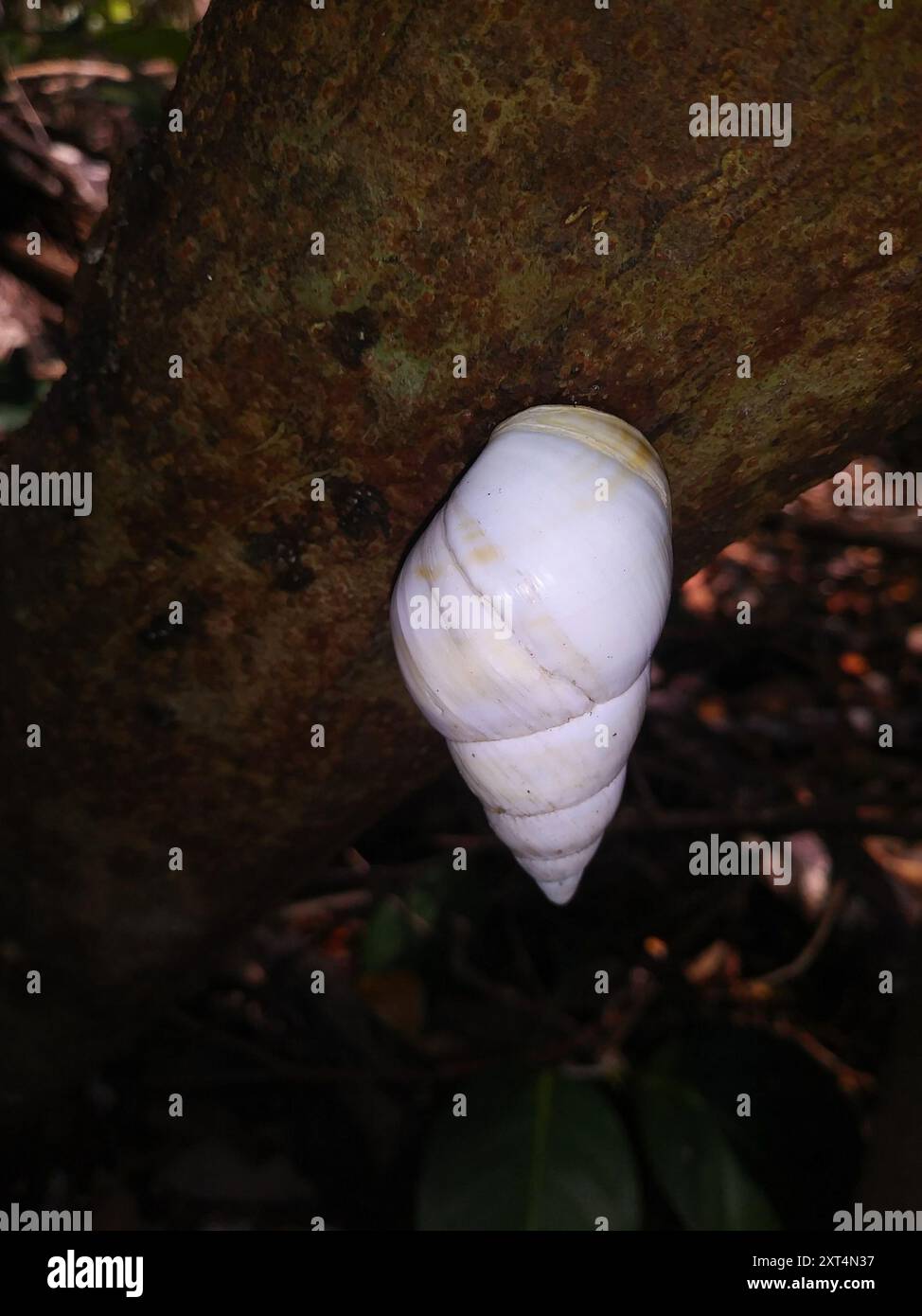 Florida Tree Snail (Liguus fasciatus) Mollusca Stock Photo - Alamy