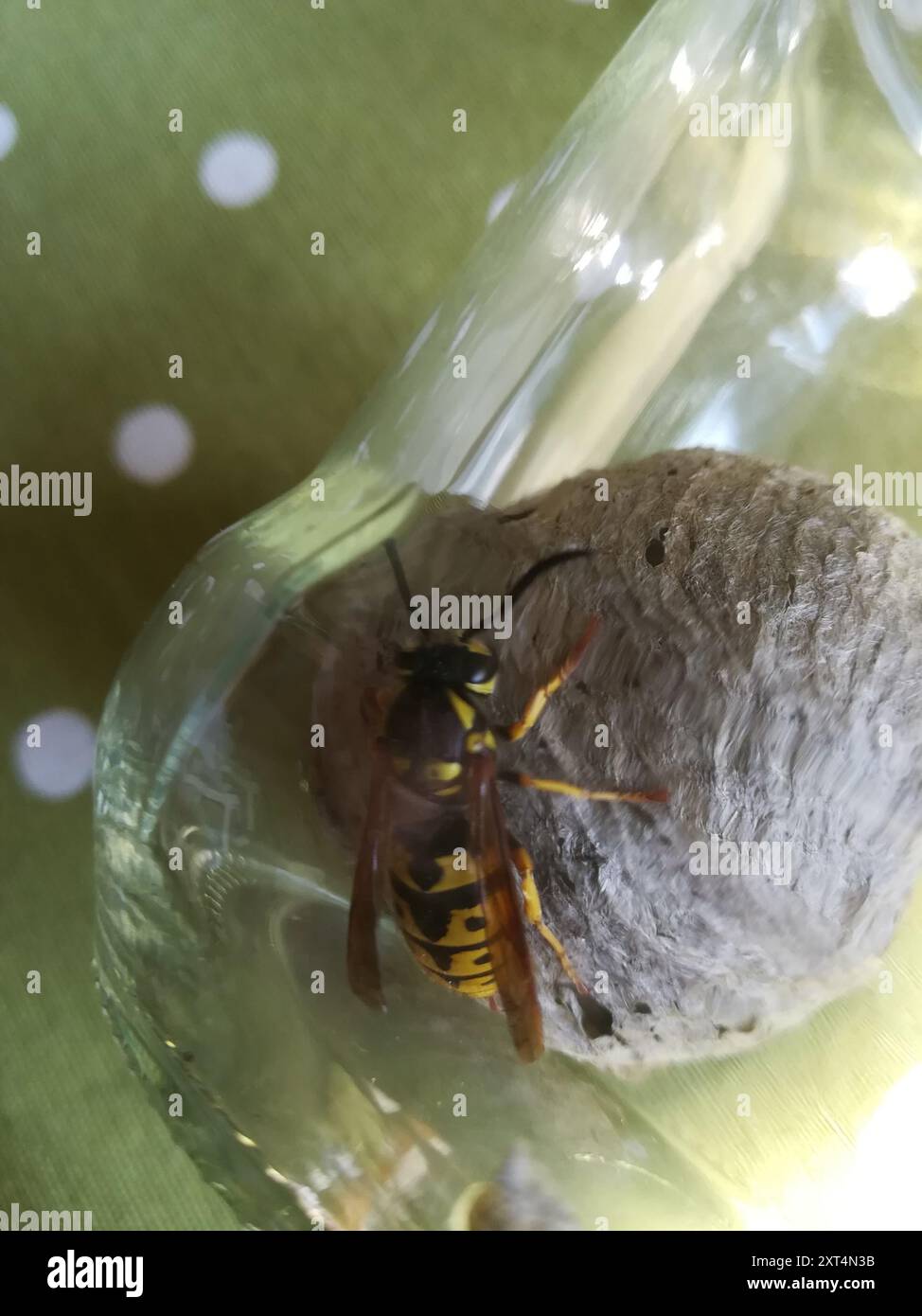 German Yellowjacket (Vespula germanica) Insecta Stock Photo - Alamy