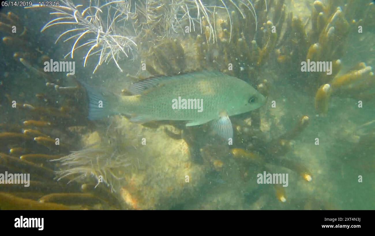 Gray Snapper (Lutjanus griseus) Actinopterygii Stock Photo - Alamy