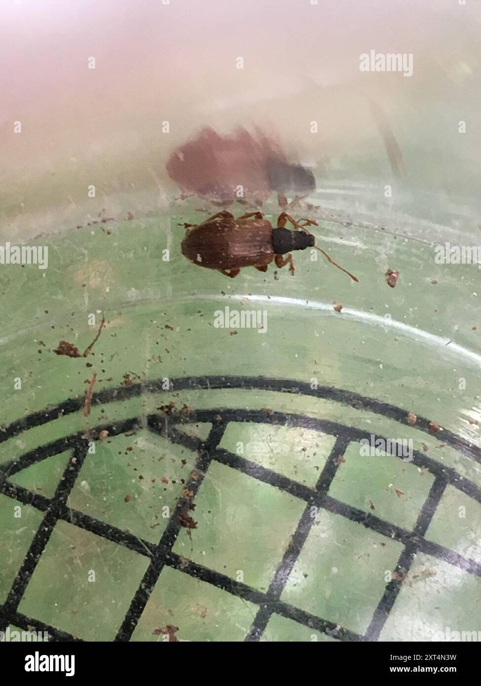 Brown Leaf Weevil (Phyllobius oblongus) Insecta Stock Photo - Alamy