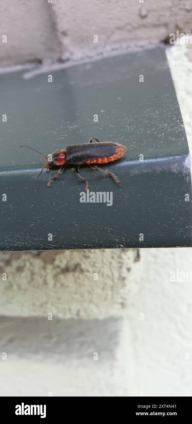 Dark Sailor Beetle (Cantharis fusca) Insecta Stock Photo - Alamy