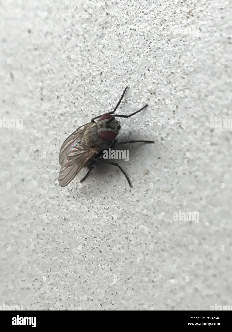 House Flies and Allies (Muscidae) Insecta Stock Photo - Alamy