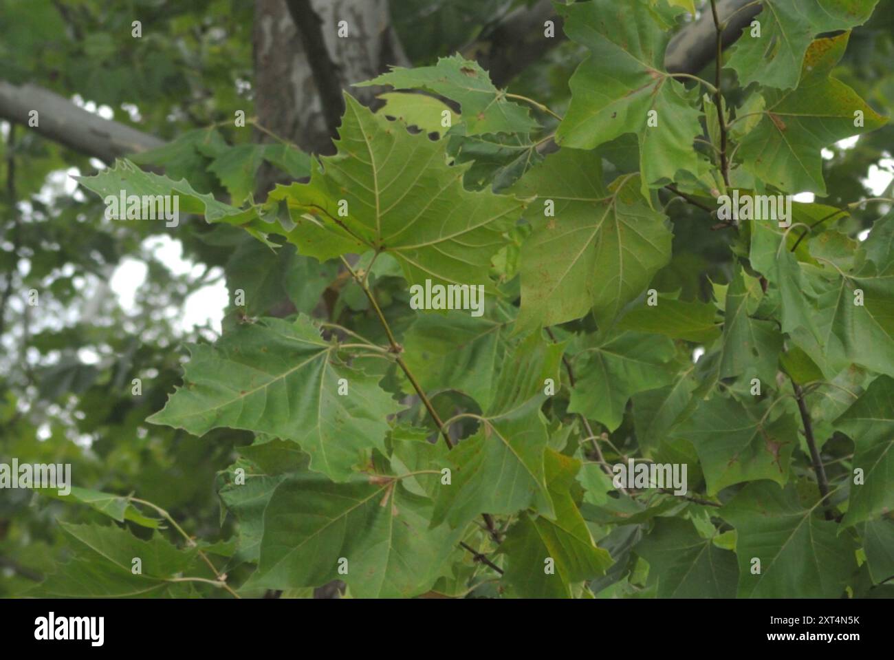 American sycamore (Platanus occidentalis) Plantae Stock Photo - Alamy