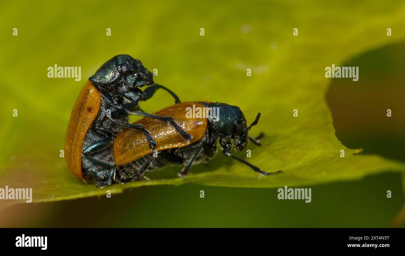 Labidostomis tridentata hi-res stock photography and images - Alamy