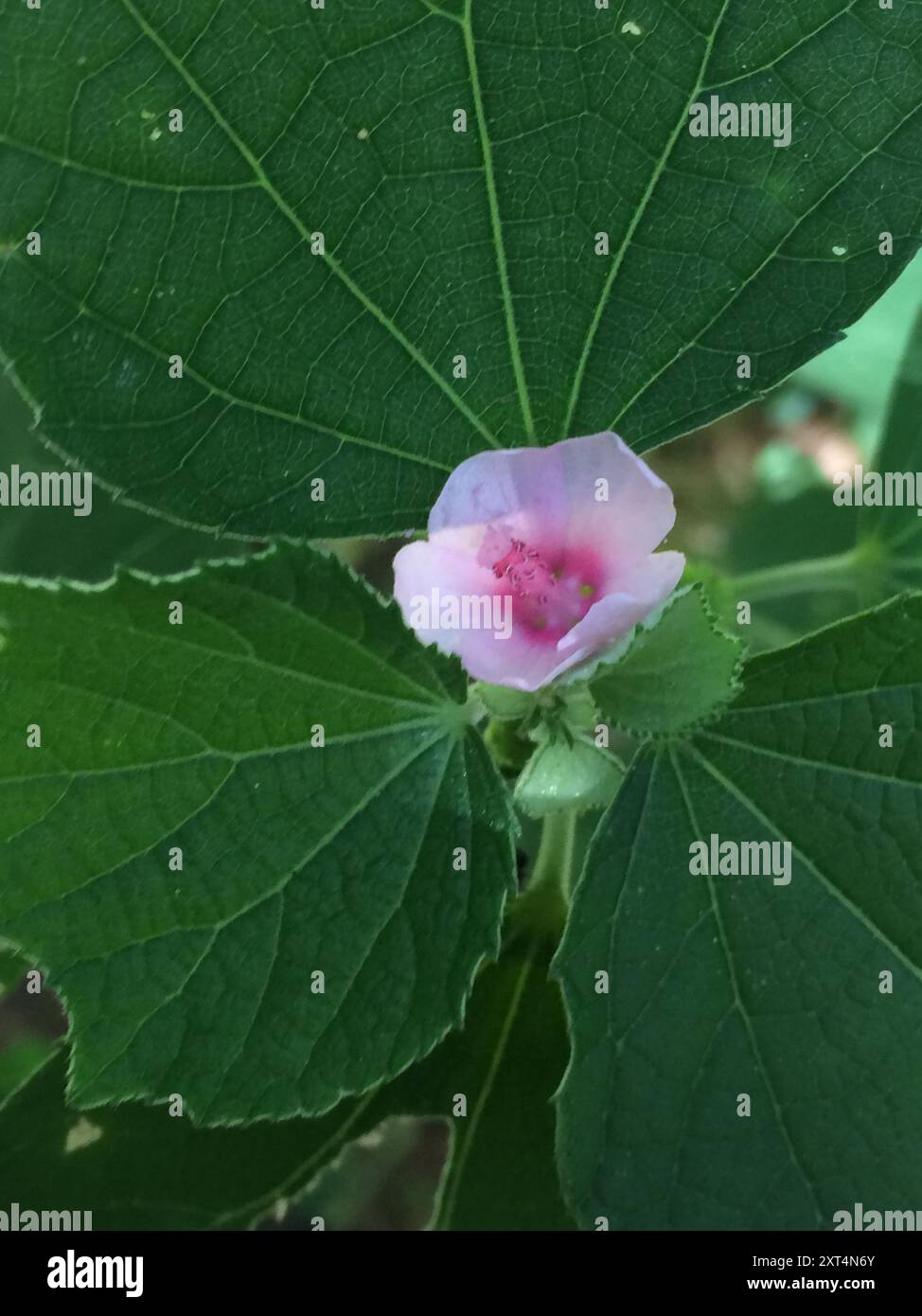 Caesar weed (Urena lobata) Plantae Stock Photo - Alamy