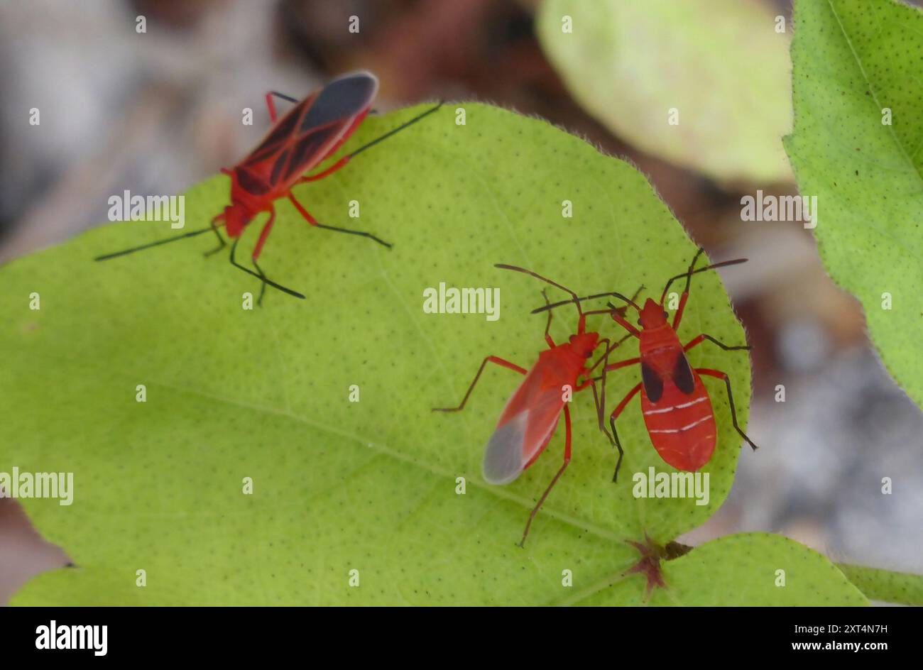 Dysdercus suturellus hi-res stock photography and images - Alamy