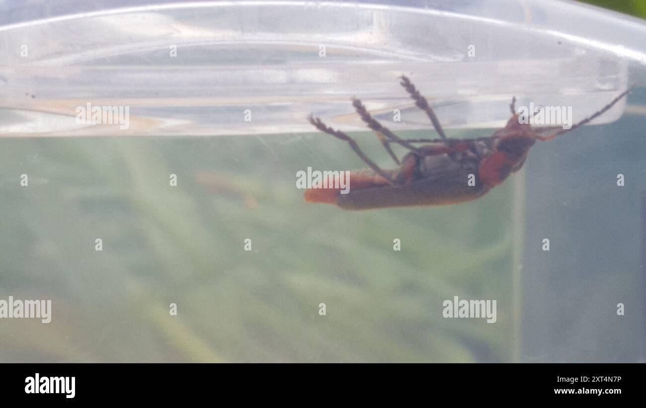 Rustic Sailor Beetle (Cantharis rustica) Insecta Stock Photo - Alamy