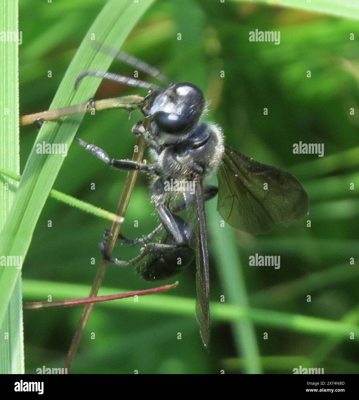 Mexican Grass-carrying Wasp (Isodontia mexicana) Insecta Stock Photo ...