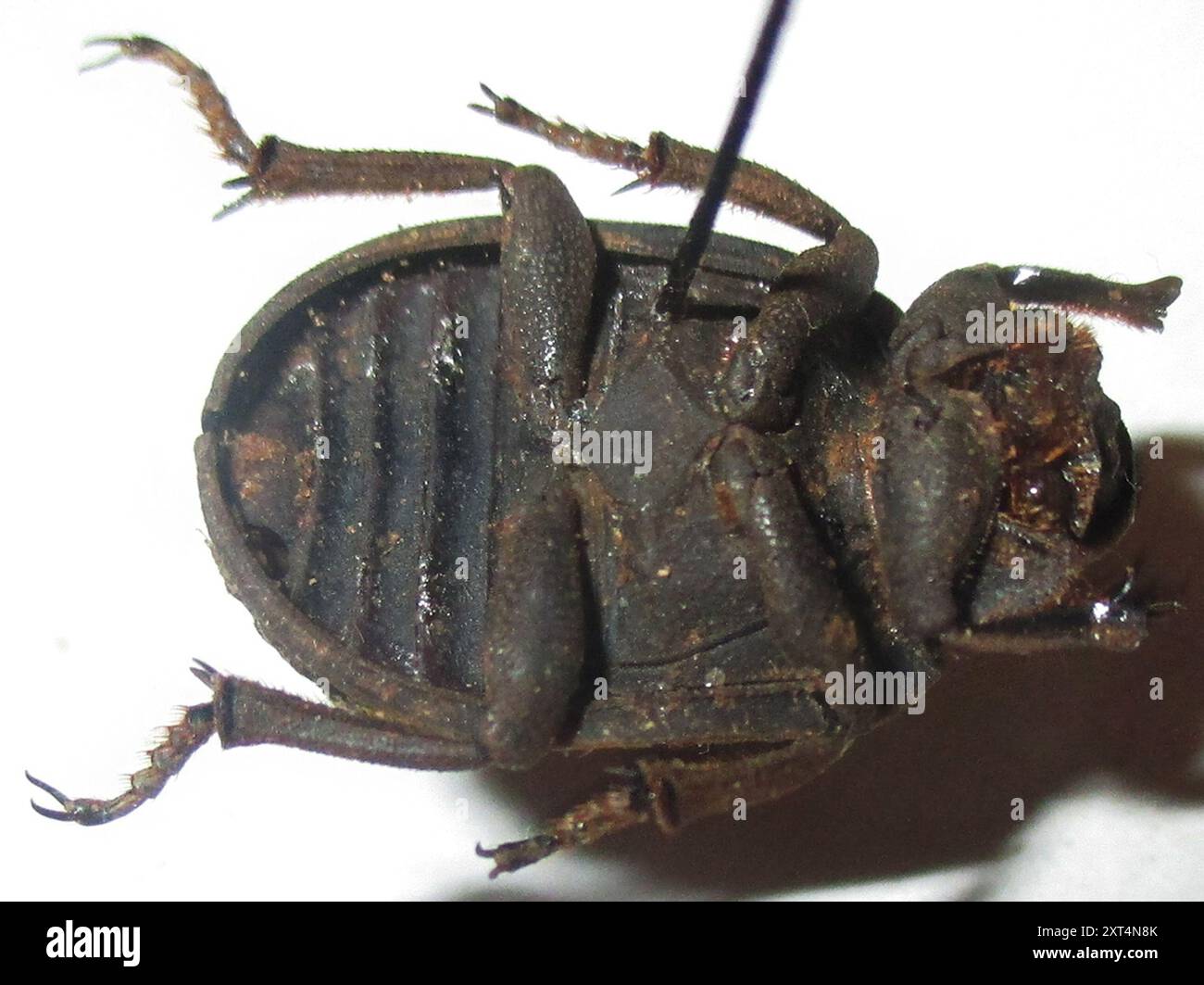 Omorgus hi-res stock photography and images - Alamy