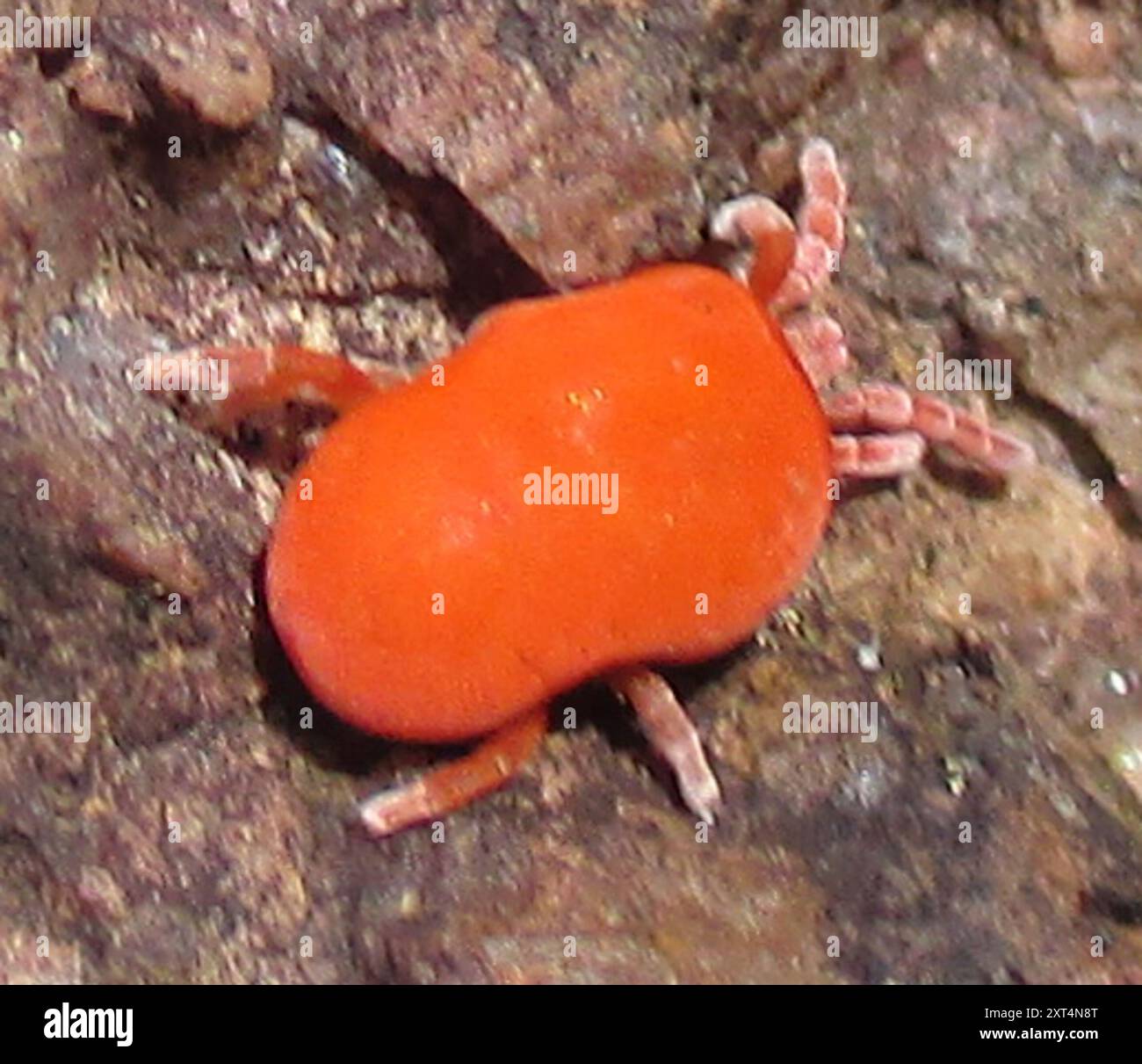 Giant Velvet Mites (Dinothrombium) Arachnida Stock Photo - Alamy