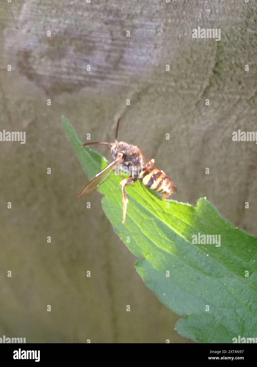 Nomad Bees (Nomada) Insecta Stock Photo - Alamy
