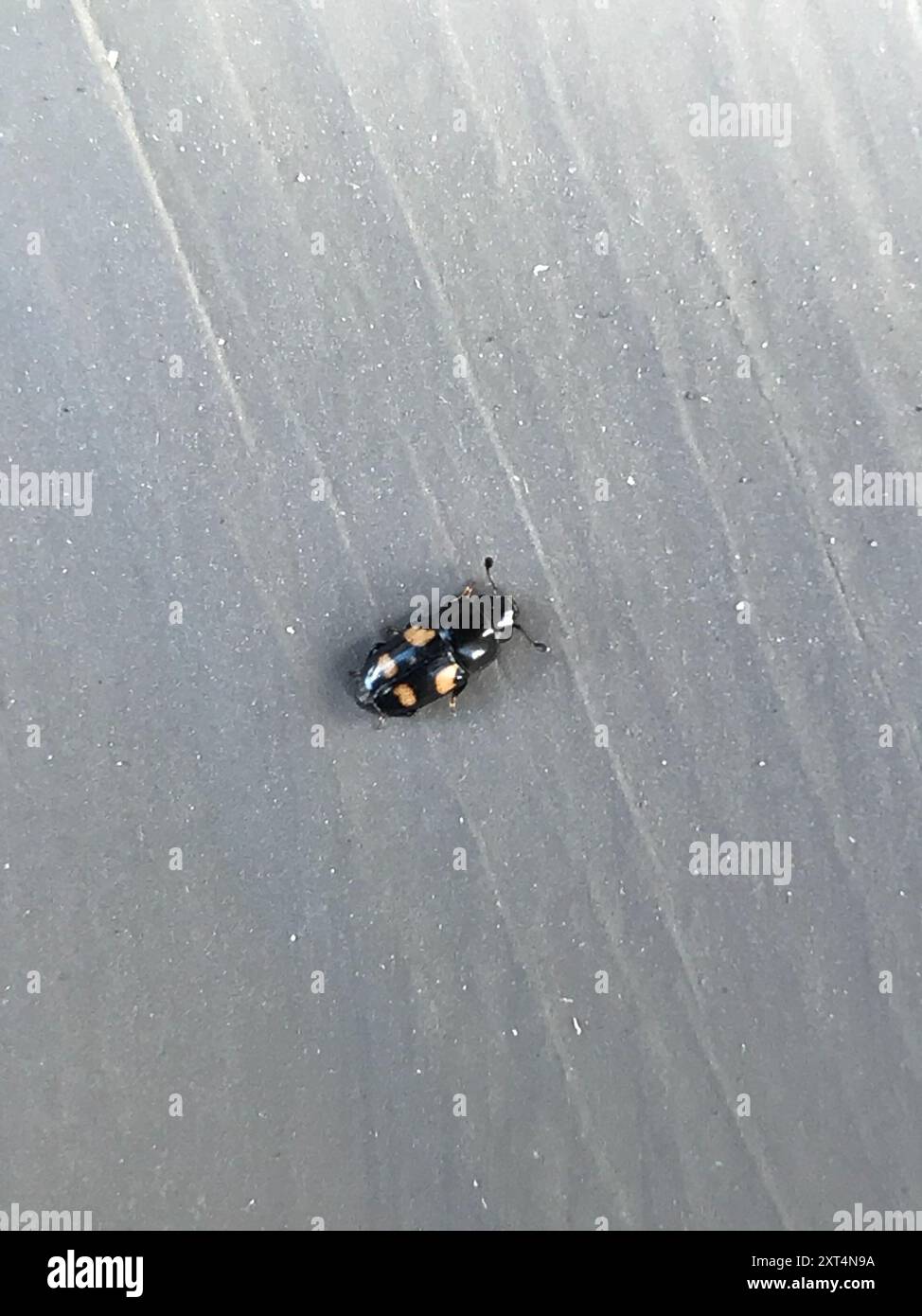 Four-spotted Sap Beetle (Glischrochilus quadrisignatus) Insecta Stock ...