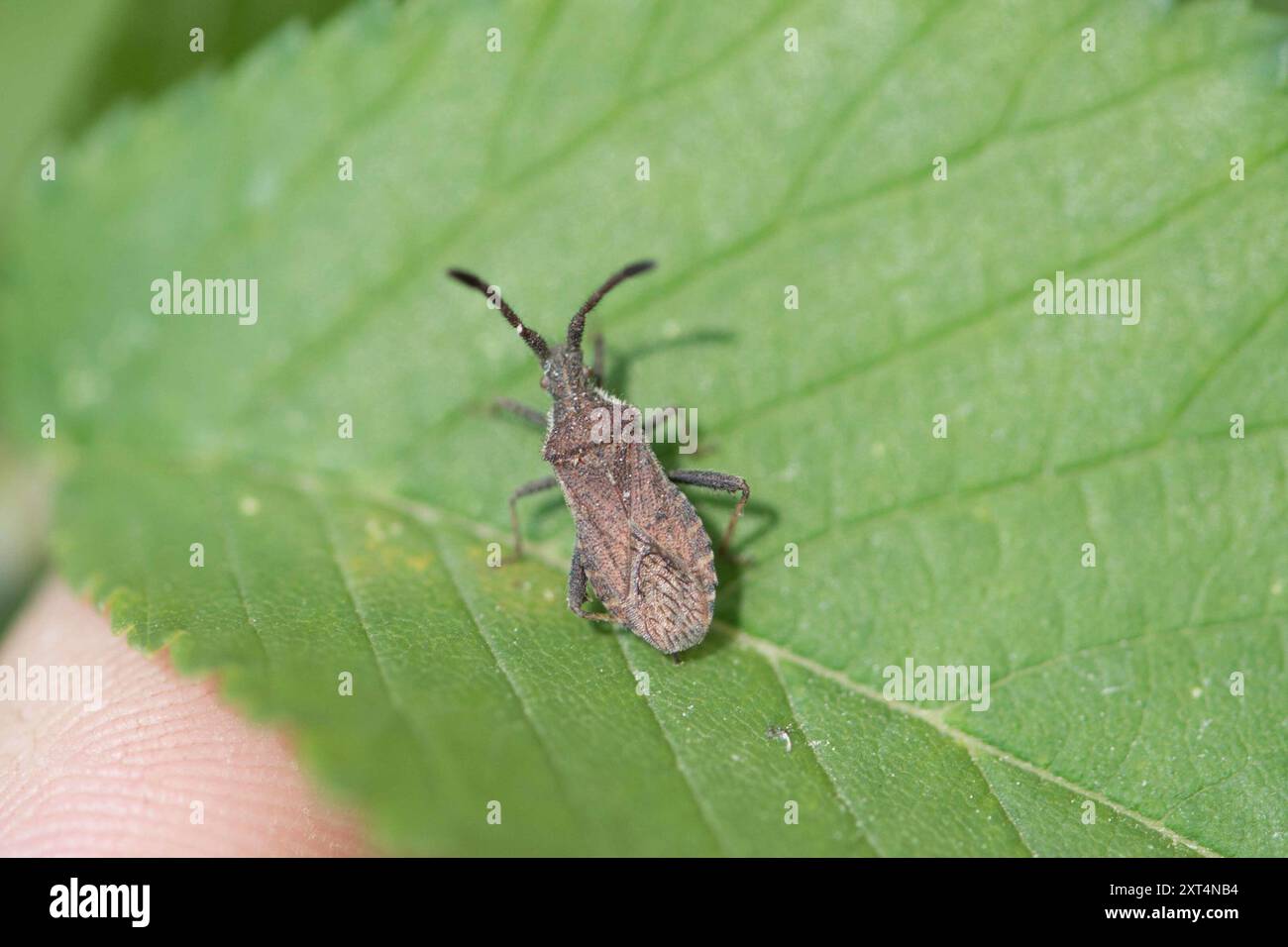 Denticulate Leatherbug (Coriomeris denticulatus) Insecta Stock Photo ...