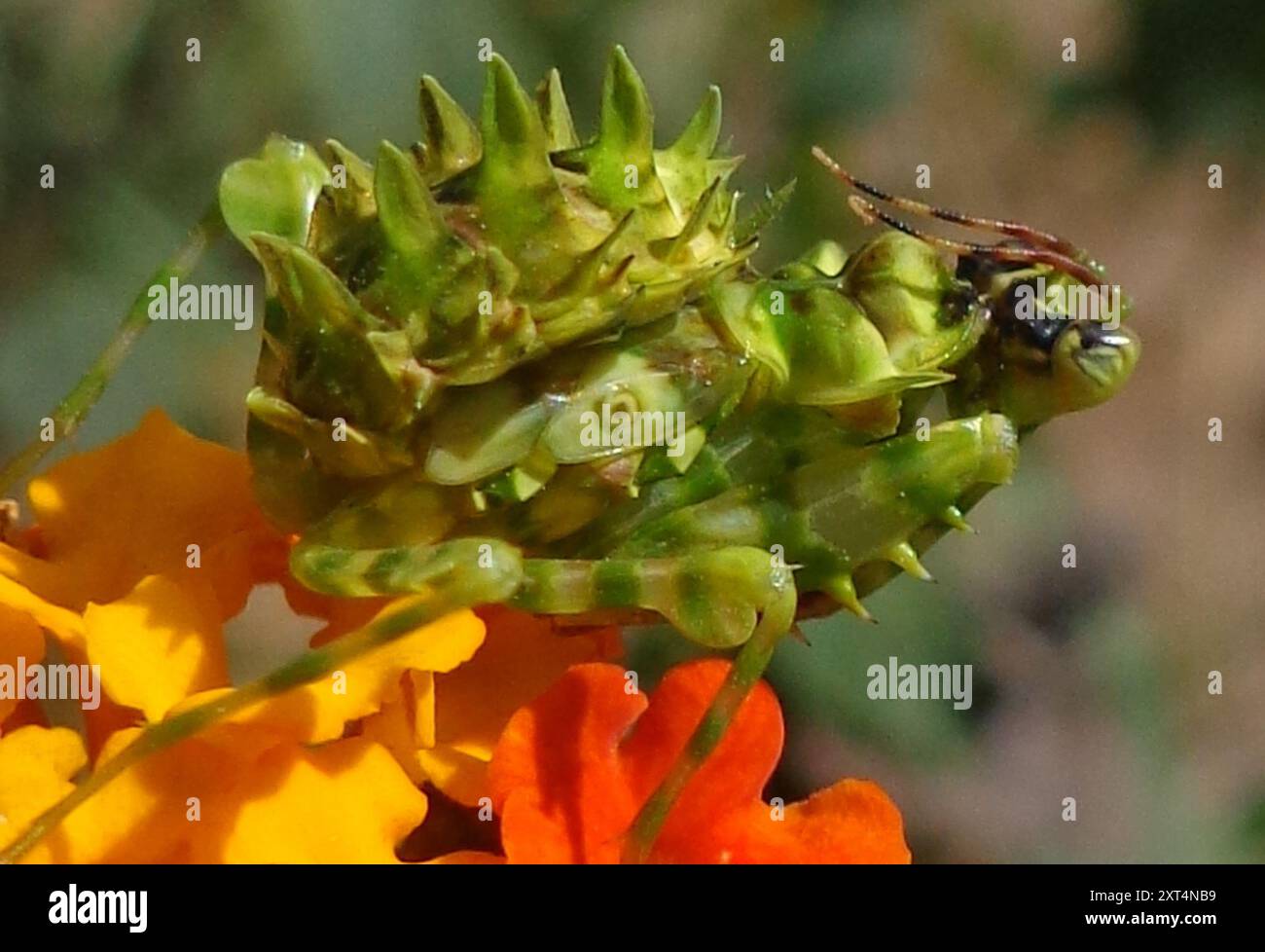 Common Spiny Flower Mantis (Pseudocreobotra wahlbergi) Insecta Stock ...