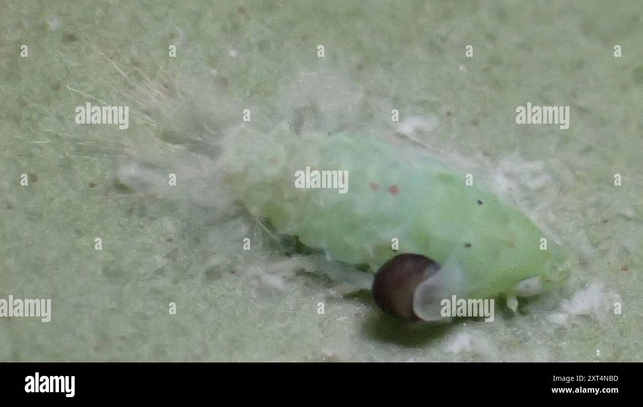 Pincer Wasps (Dryinidae) Insecta Stock Photo - Alamy